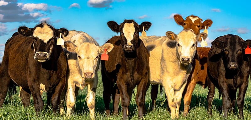 Contact | TX Panels LLC | Seminole, TX | livestock equipment